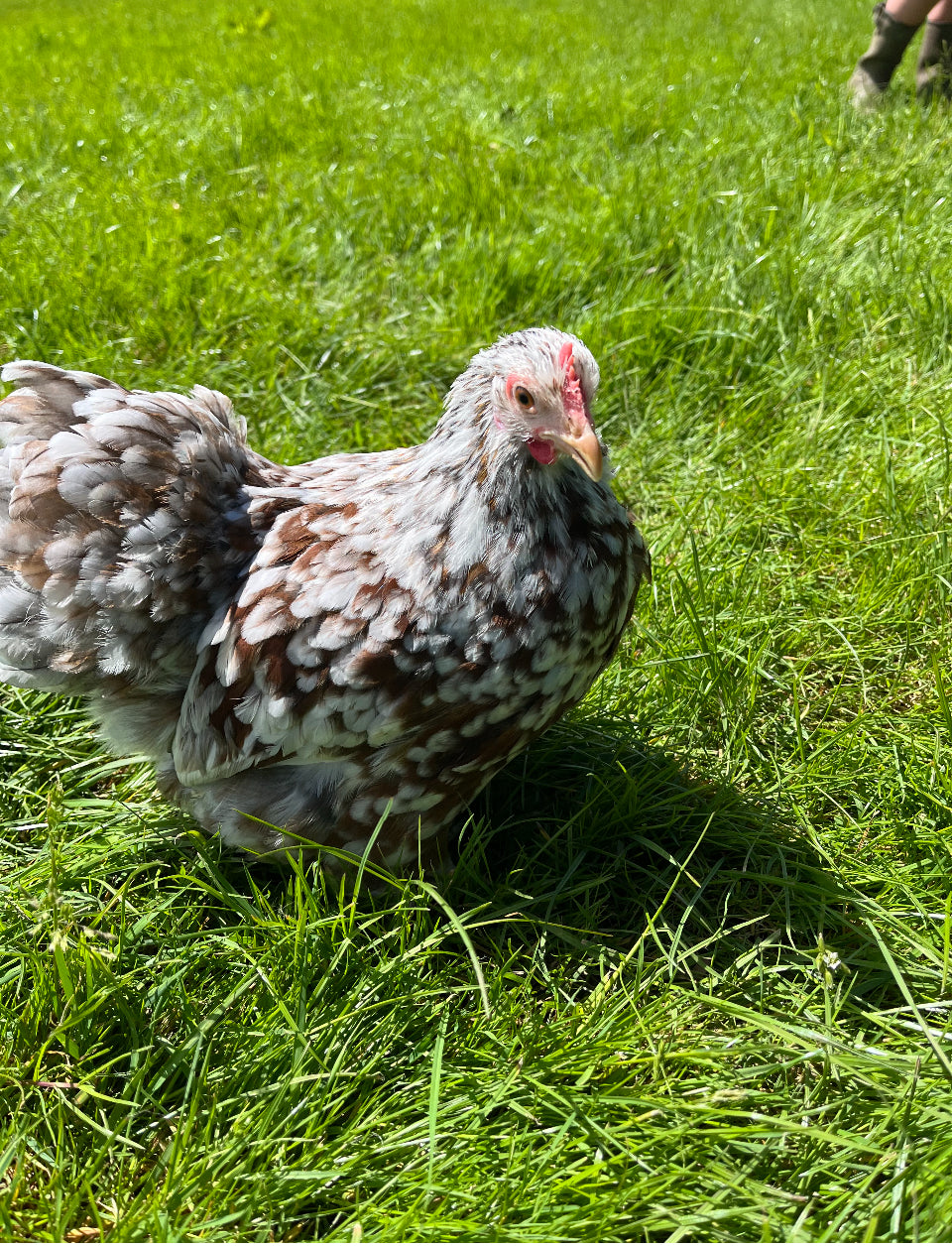 Mottled Pekin – Fylde Fancy Fowl