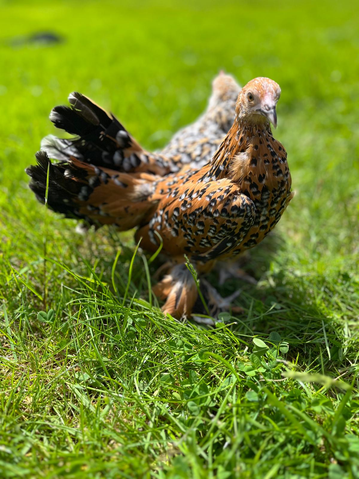 Millefleur sablepoot – Fylde Fancy Fowl