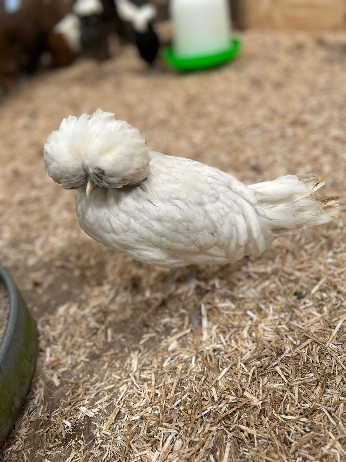 Splash Polish – Fylde Fancy Fowl