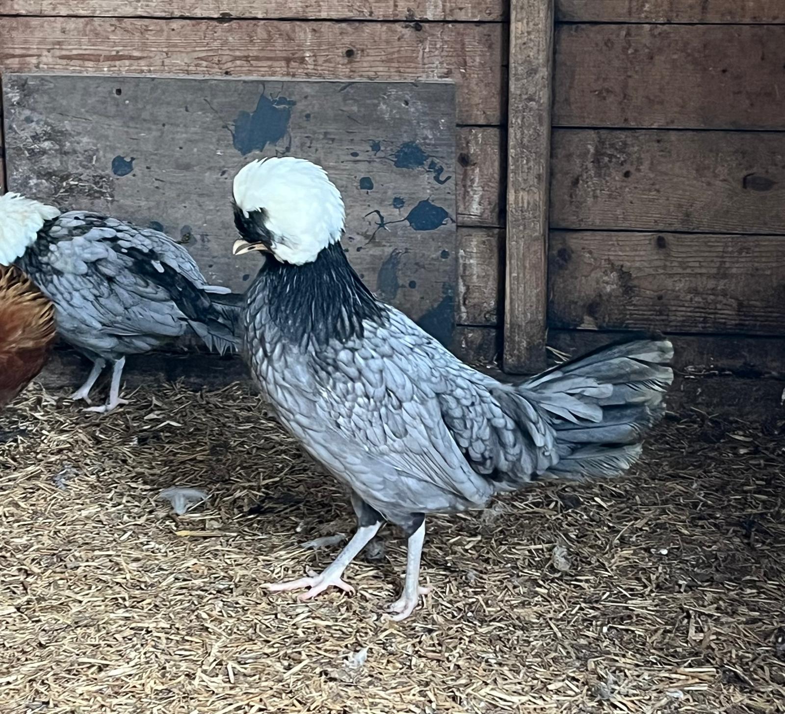 White Crested Blue Polish – Fylde Fancy Fowl