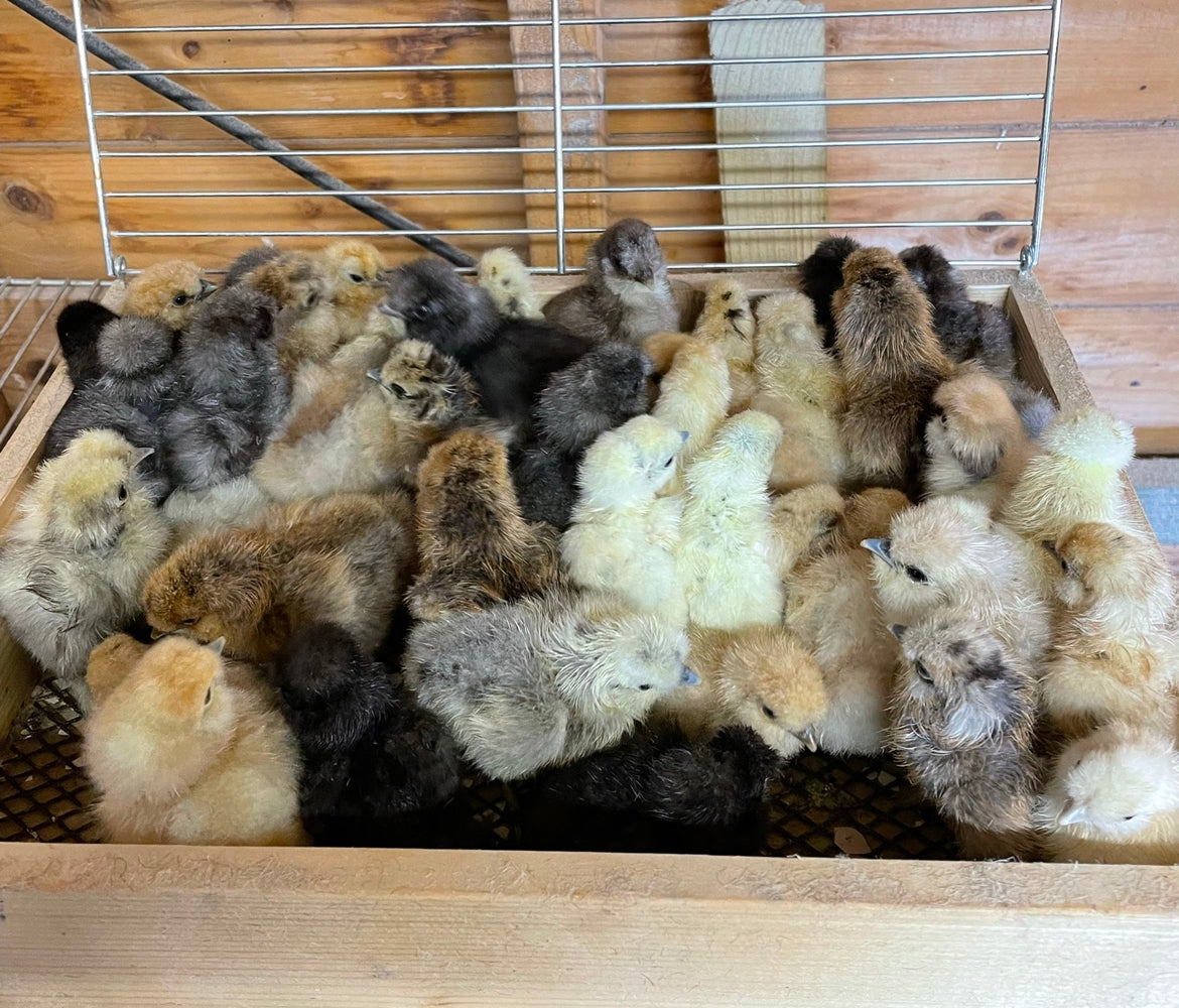 Other – Fylde Fancy Fowl